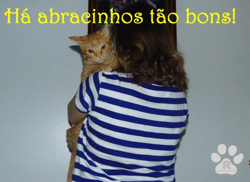 Há abracinhos mesmo bons! - Riscas, o gatinho amarelo