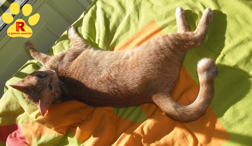 Como é boa a vida de gato! - Riscas, o gatinho amarelo