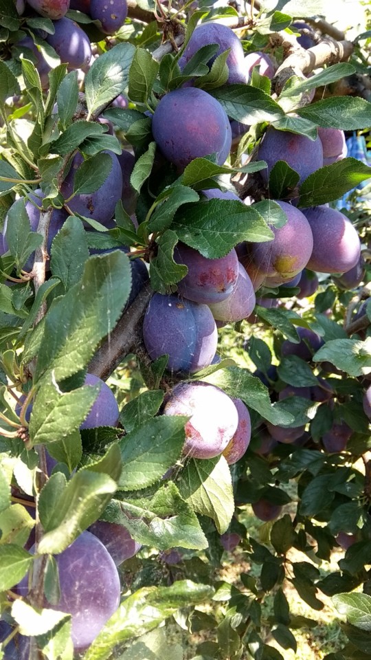 Ameixas (Abrunhos de agricultura biológica) - As coisas de que eu gosto ...