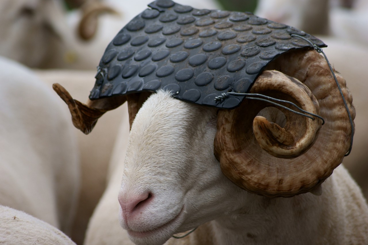 Carneiro Marrão - O Rouxinol de Pomares